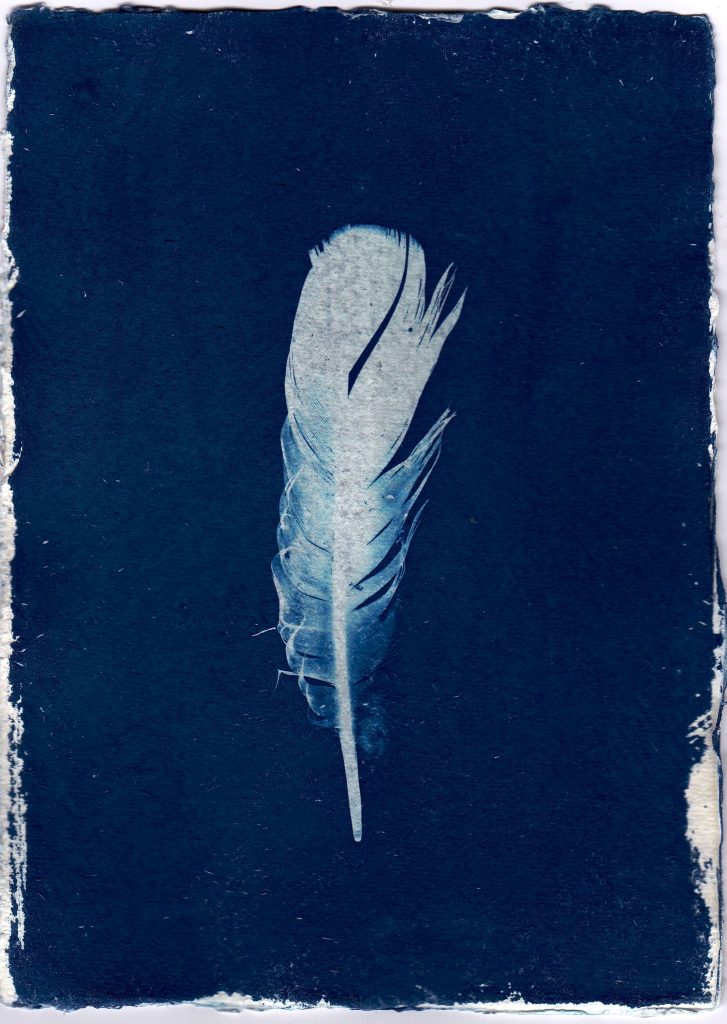 Photography Projects at Home: Cyanotypes