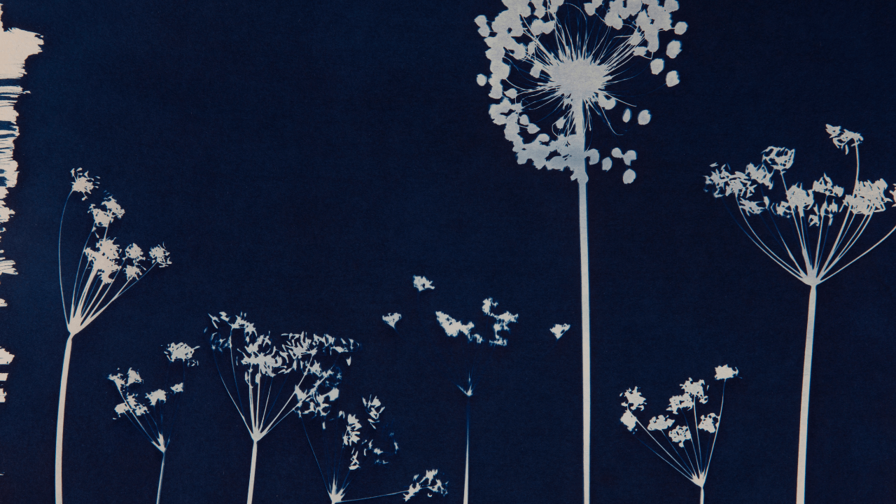 Photography Projects at Home: Cyanotypes